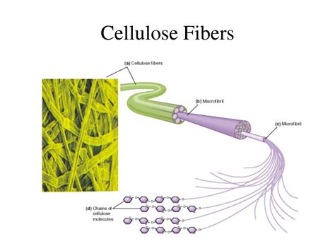 Ppt Fiber Plants Powerpoint Presentation Free Download Id1331076