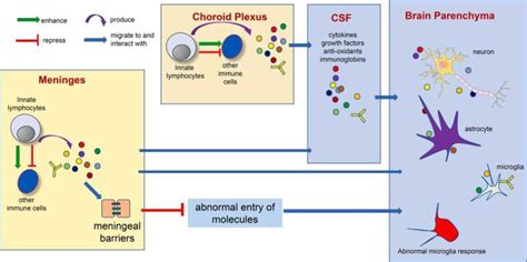 The Role Of Innate Lymphocytes In Regulating Brain And Cognitive