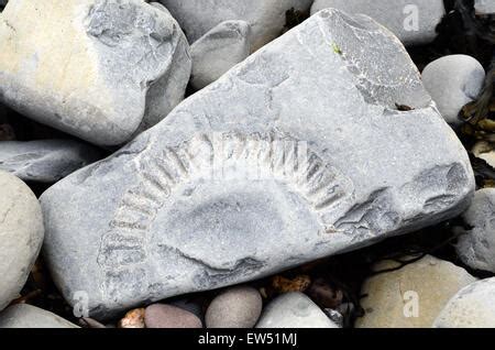 Fossils Embedded In Rocks Lilstock Beach Kilve Somerset England Stock Photo Alamy