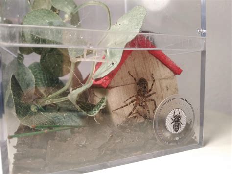 Portugal I Found This Spider In My Bathroom Bro Looked So Cool I Decided To Keep It In My