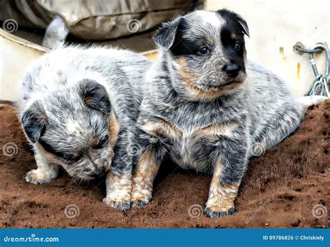 Queensland Heeler Pups Idaho