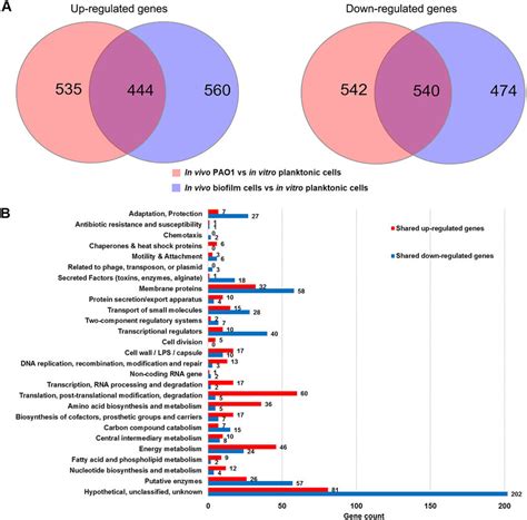 Comparative Transcriptomic Analysis Of P Aeruginosa In Experimental