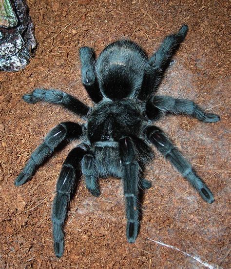 G Pulchra Brazilian Black Spider Pink Toe Spider Purple And Black