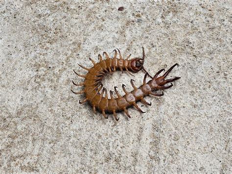 Chilopoda Are Flat Bodied Segmented Leggy Invertebrates Stock Image Image Of Wildlife Scary