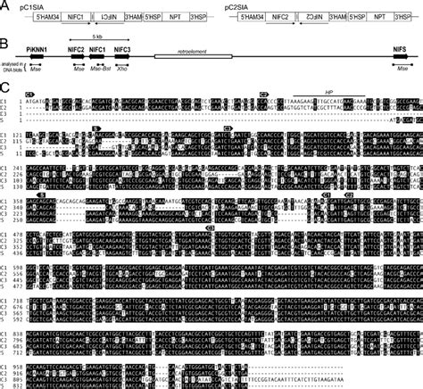 Plasmids Chromosomal Maps And Gene Sequences Used In The Present Download Scientific Diagram