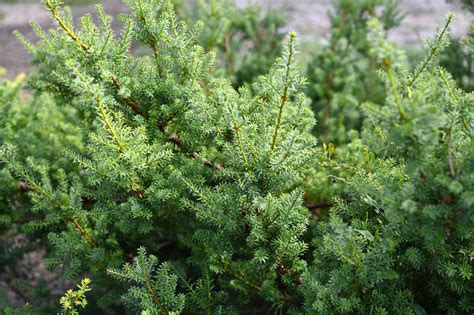 How To Grow And Care For Podocarpus