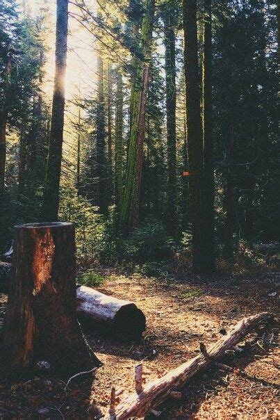 Foresr Landscape Scenery Amazing Nature Photography Scenery