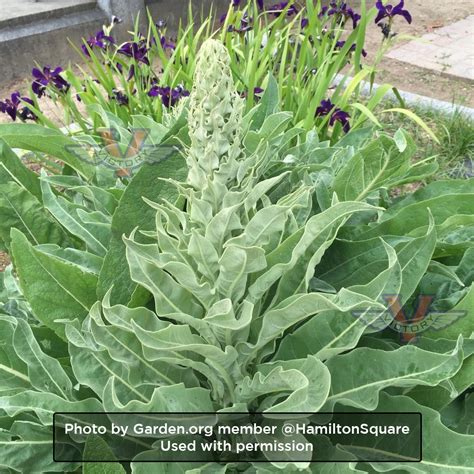 Olympic Mullein