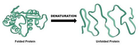 Ib Dp Biology Topic 2 Molecular Biology 26 Structure Of Dna And Rna