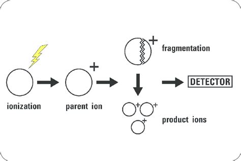 Schematic Pathway Of The Msms Process From Analyte Ionization To