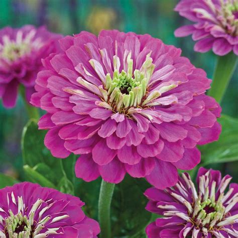 Zinnia Elegans Purple Prince Seeds Zinnia Flowers Flower Seeds