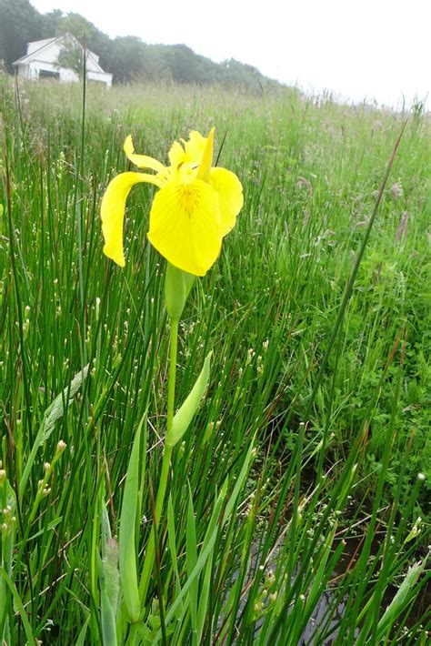 Gele Lis Langeveld Natuur In Beeld