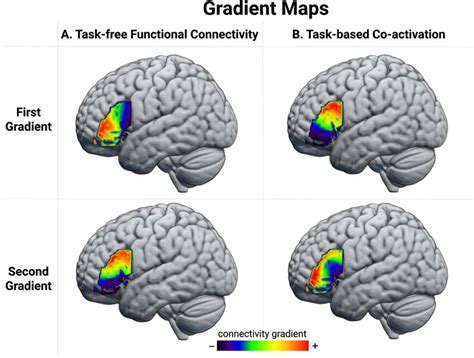 The First 2 Gradient Maps Extracted From The A Task Free Fc Similarity