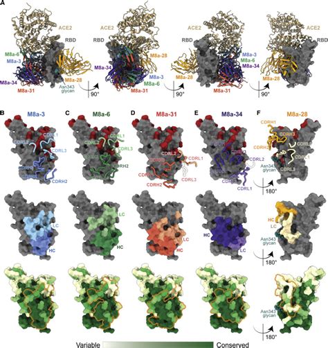 Neutralizing Monoclonal Antibodies Elicited By Mosaic Rbd Nanoparticles