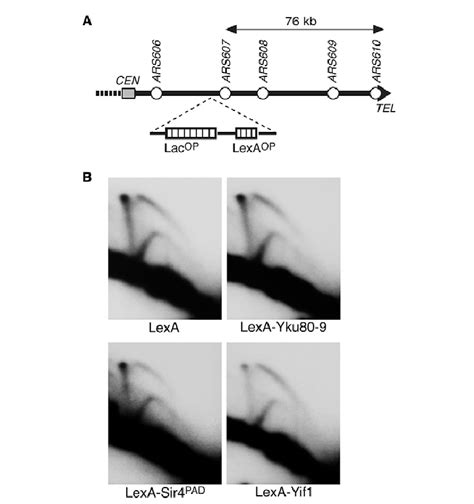 Perinuclear Tethering Of A Replication Origin A Schematic Diagram Of Download Scientific