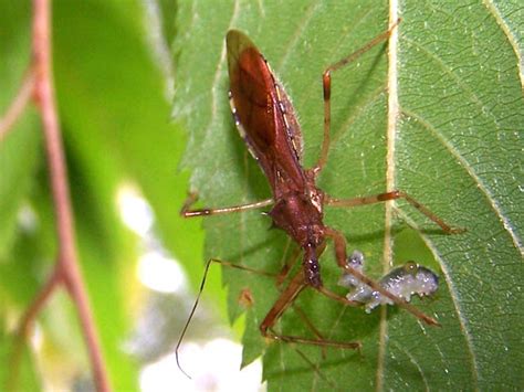 Predatory Bugs
