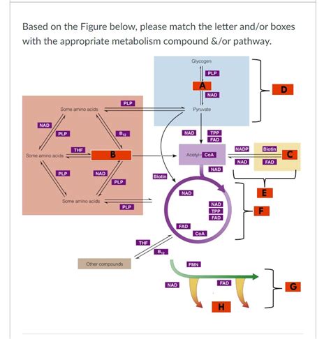 Based On The Figure Below Please Match The Letter And Or Boxes Course Hero