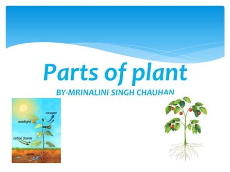 Plant Structure And Function Powerpoint Ppt