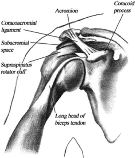 Subacromial Joint