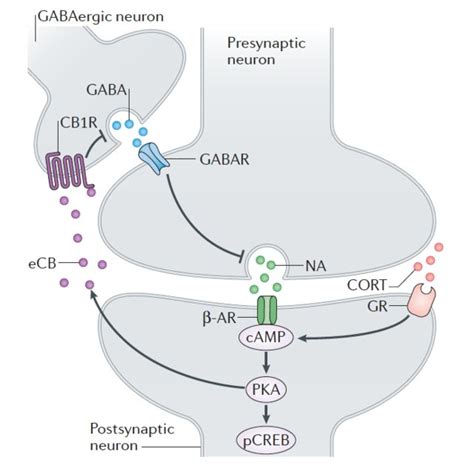 Glucocorticoid Effects On Different Memory Systems Under Stress A