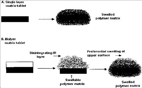 Release Pattern Of Bilayer Tablet Download Scientific Diagram