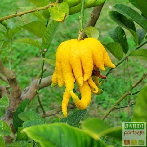 Main De Bouddha Cédratier Plantation Entretien Soins Conseils Pour