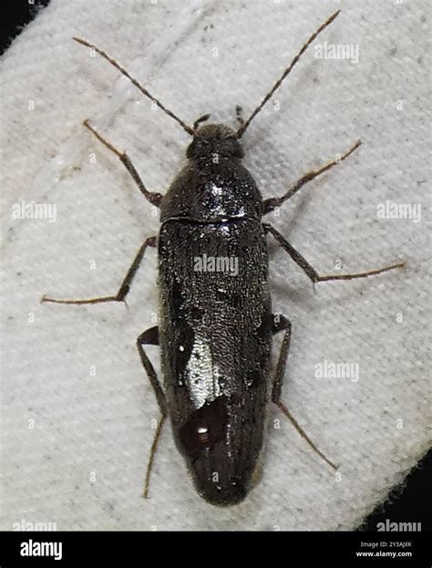 Punctate Synchronized Bark Beetle Synchroa Punctata Insecta Stock