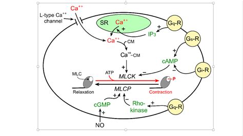 Diagram Of Kin 408 Vascular Function 1 Quizlet