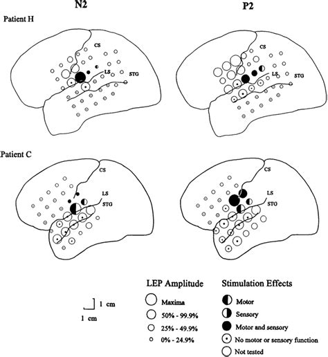 Peak Amplitude Percent Distribution Of N2 And P2 Components After Download Scientific Diagram