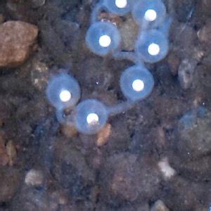 Chinese Giant Salamanders Eggs Newts And Salamanders Portal