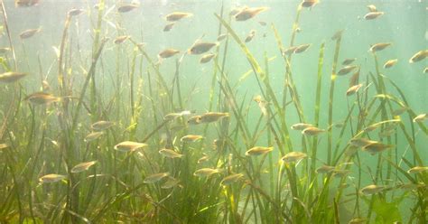 Good News Restoring Coastal Habitat Boosts Wildlife Numbers By 61 But We Can Still Improve