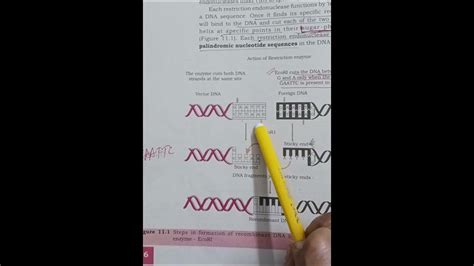 Action Of Ecori Restriction Endonuclease Class12 Neet Palindromic Sequence Class12 Neet Youtube