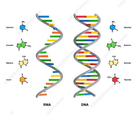 Dna Vs Rna Molecule At Milla Levi Blog