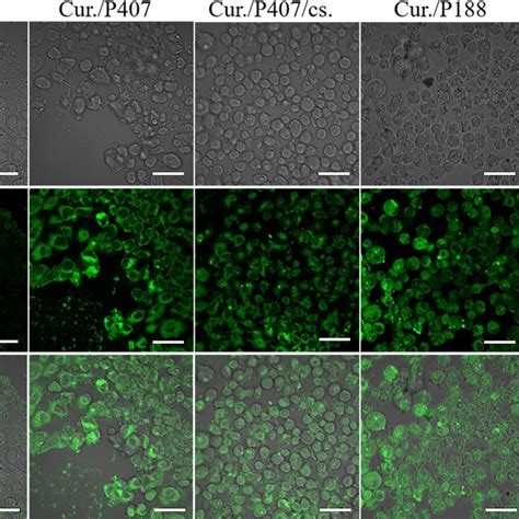 The Release Of Curcumin From Soluplus® Curcumin Co‐grinding Mixture Download Scientific