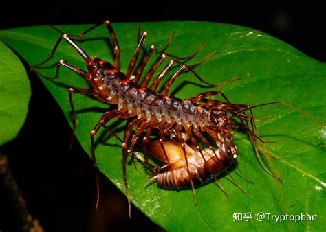 【scutigeromorpha 】世界蚰蜒属征译名 分类 图鉴 知乎