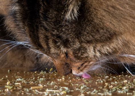 A Cat Eating Catnip Stock Image Image Of Tongue Feline 195172541