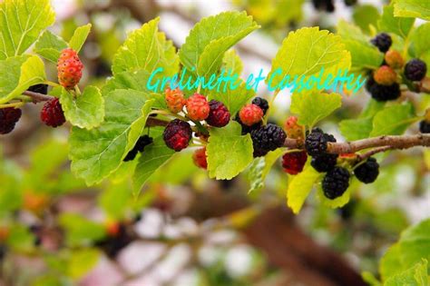 Différence Entre Mûrier Et Ronce Grelinette Et Cassolettes