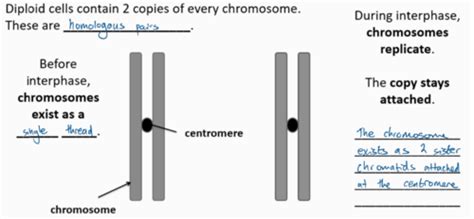 3 4 3 Genetic Diversity From Mutations And Meiosis Flashcards Quizlet