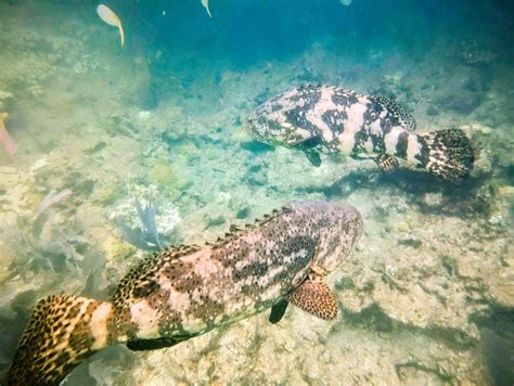 Snorkeling Looe Key Reef With Captain Hooks From Big Pine Key