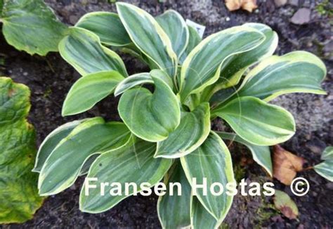 Hosta Funny Mouse - Fransen Hostas