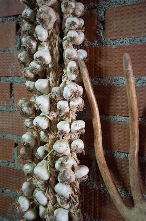 Forc Enciclopediacat