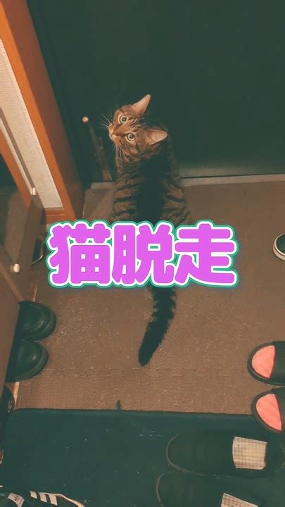 猫脱走 猫ねこ Cat Youtube