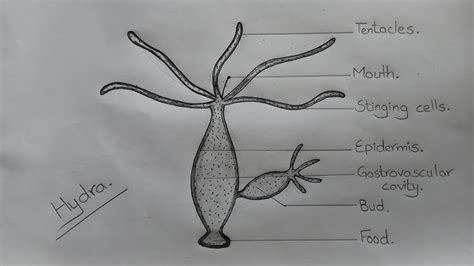 How To Label Diagram In Biology