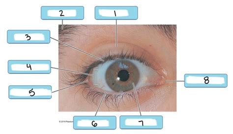 Chapter 15 Special Senses Flashcards Quizlet