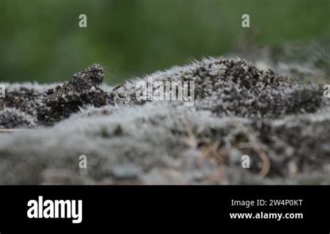 Grasshopper Mimic Stock Videos And Footage Hd And 4k Video Clips Alamy