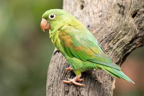 How Much Does A Cockatiel Cost 2025 Updated How Much Does A Cockatiel Cost 2025 Updated
