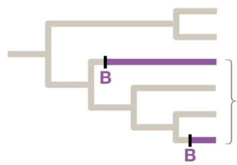 Bio 321 Topic 2 Classification And Evolution Of Mammals Flashcards