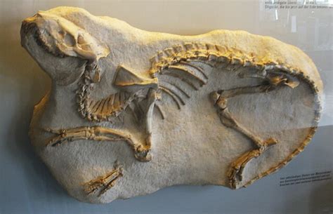 Oreodont Prehistoric 101