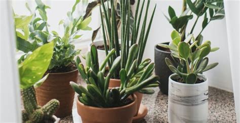 Які кімнатні рослини здатні нормалізувати нервову систему Читайте на Ukr Net