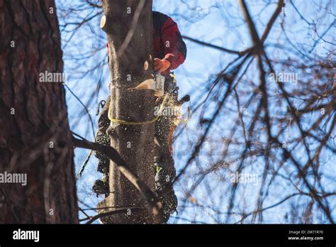 Arborist Tree Surgeon Cutting Tree Branches With Chainsaw Lumberjack Woodcutter In Uniform